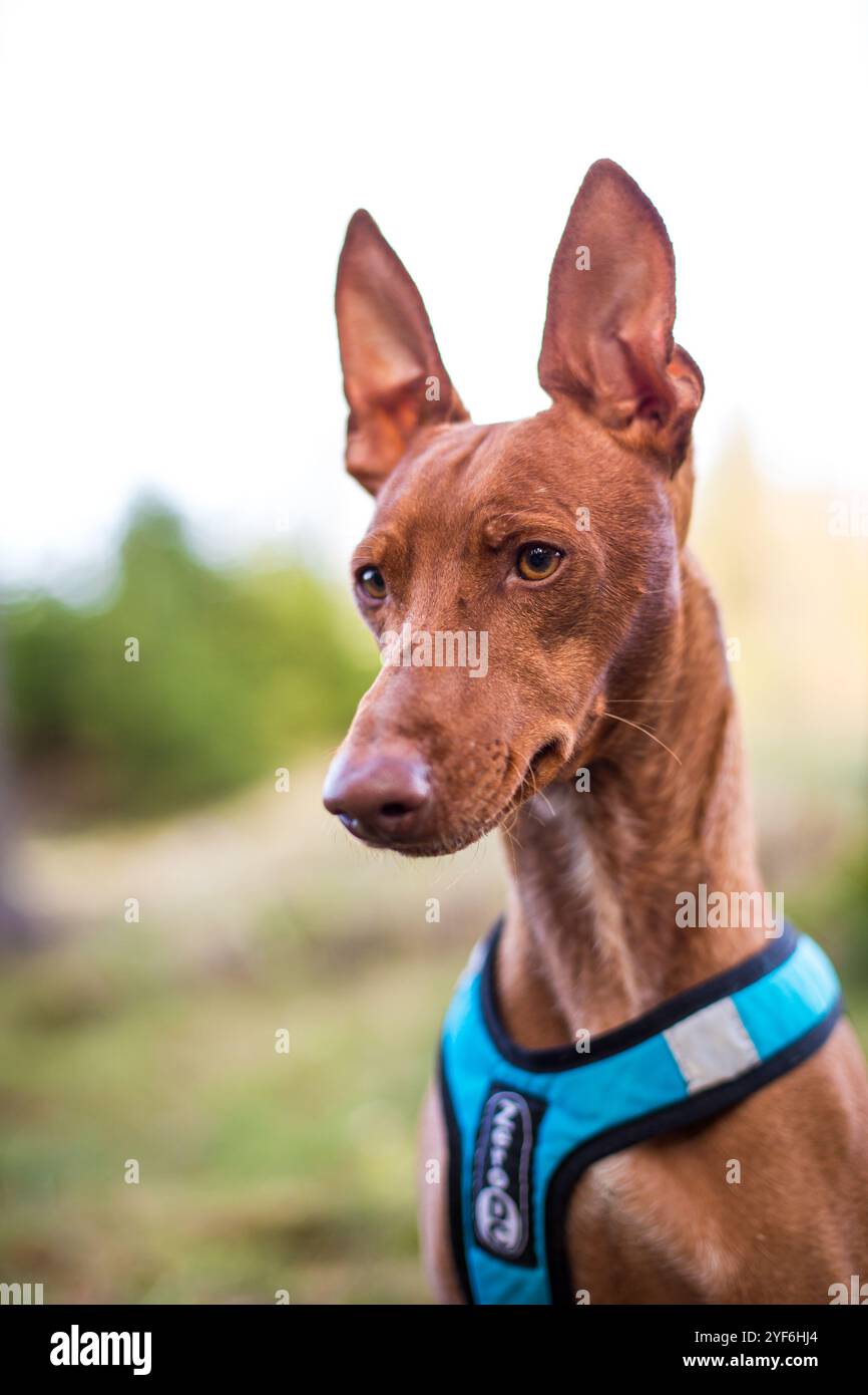 See do canario hi-res stock photography and images - Alamy