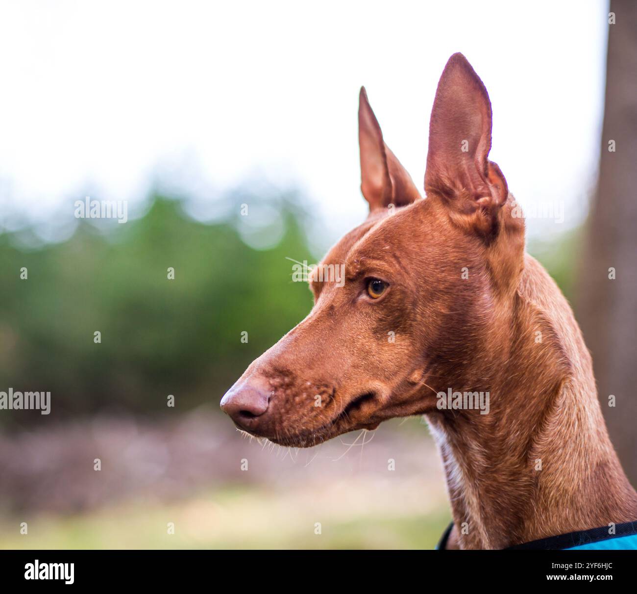 Canario hi-res stock photography and images - Alamy