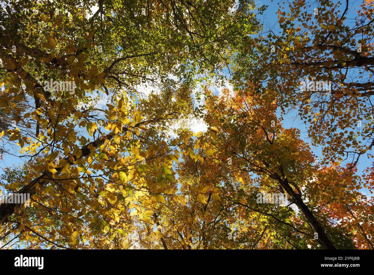 A view of the sugar maple trees changing colors in the Autumn season on ...
