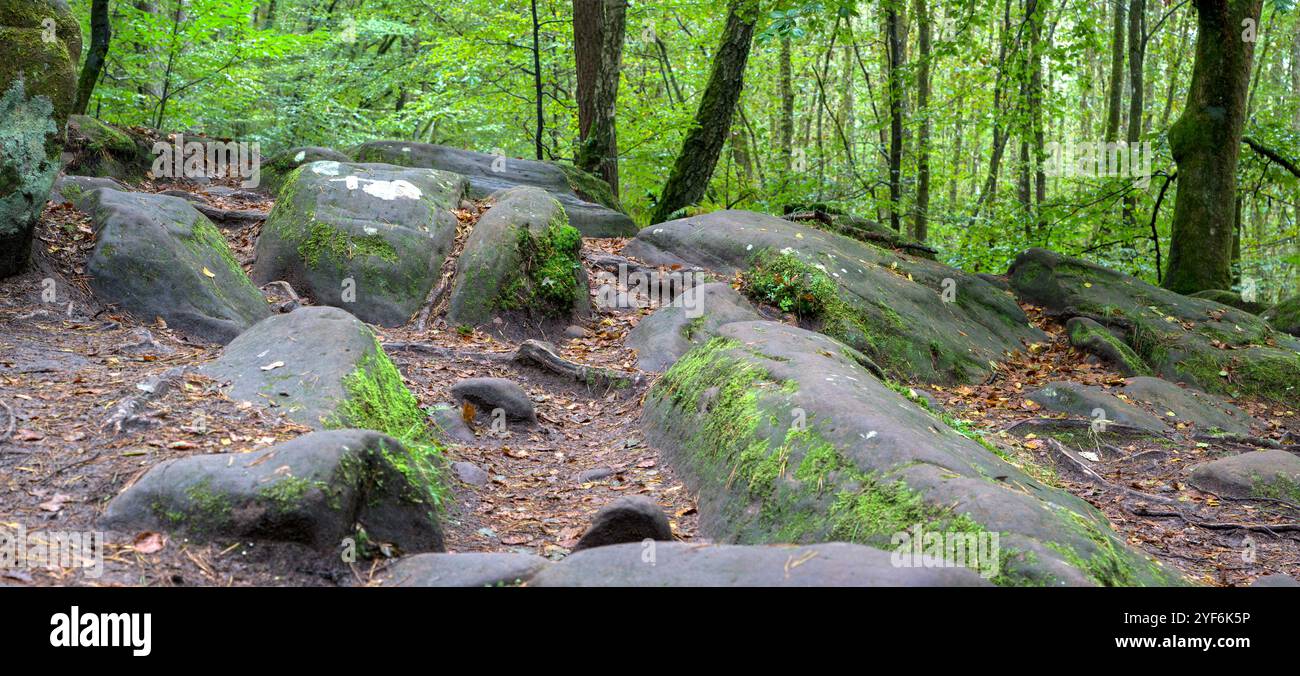 The "Altschlosspfad" in the Palatinate Forest winds its way between ...