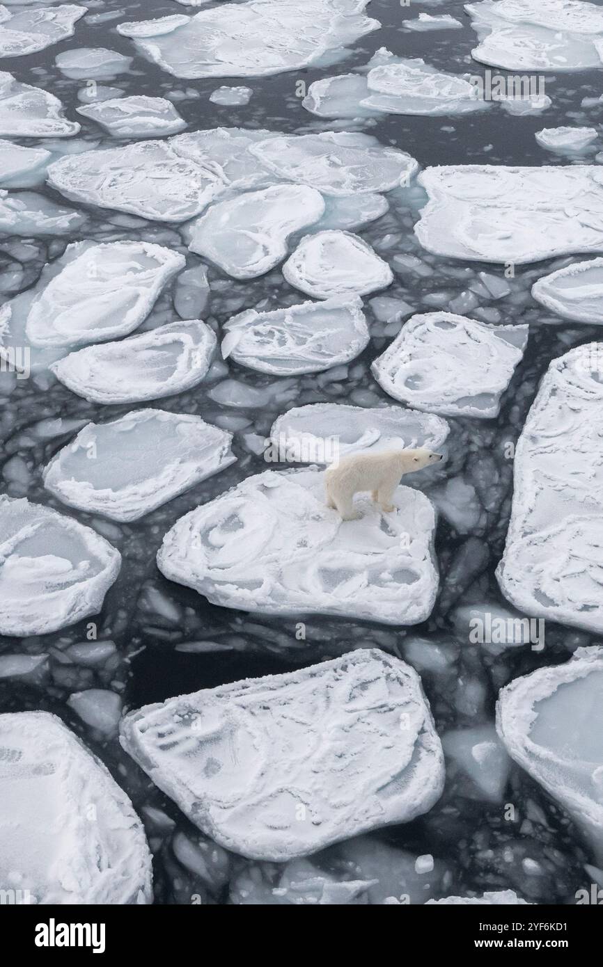 Female polar bear walking hi-res stock photography and images - Alamy