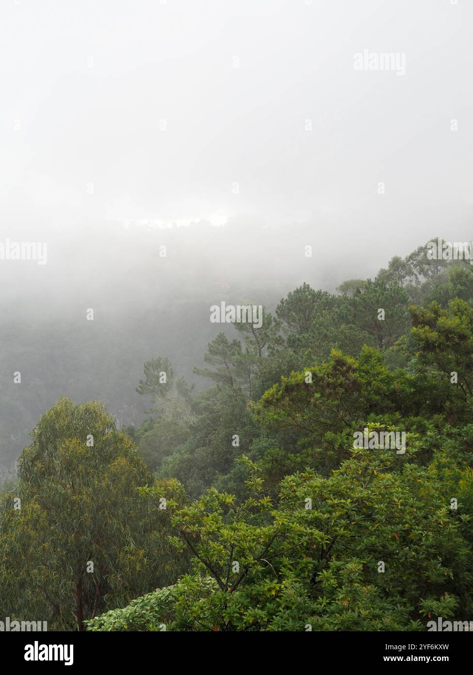 A lush, verdant forest spreads across rolling hills, partially ...