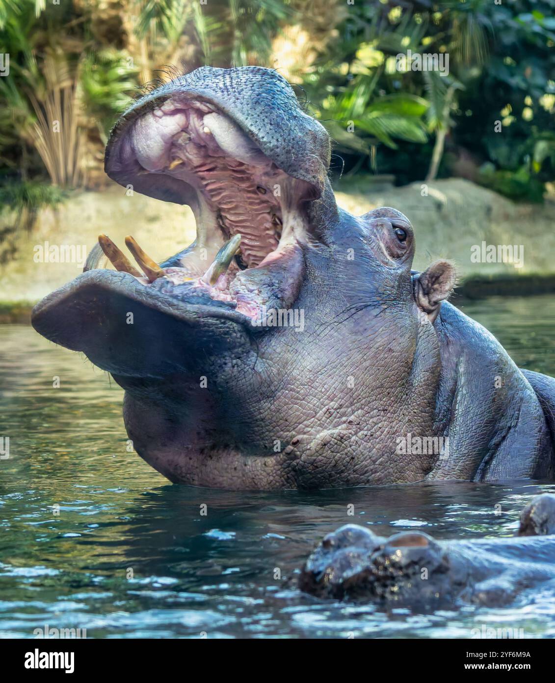 Close-up view of a roaring Hippopotamus (Hippopotamus amphibius Stock ...