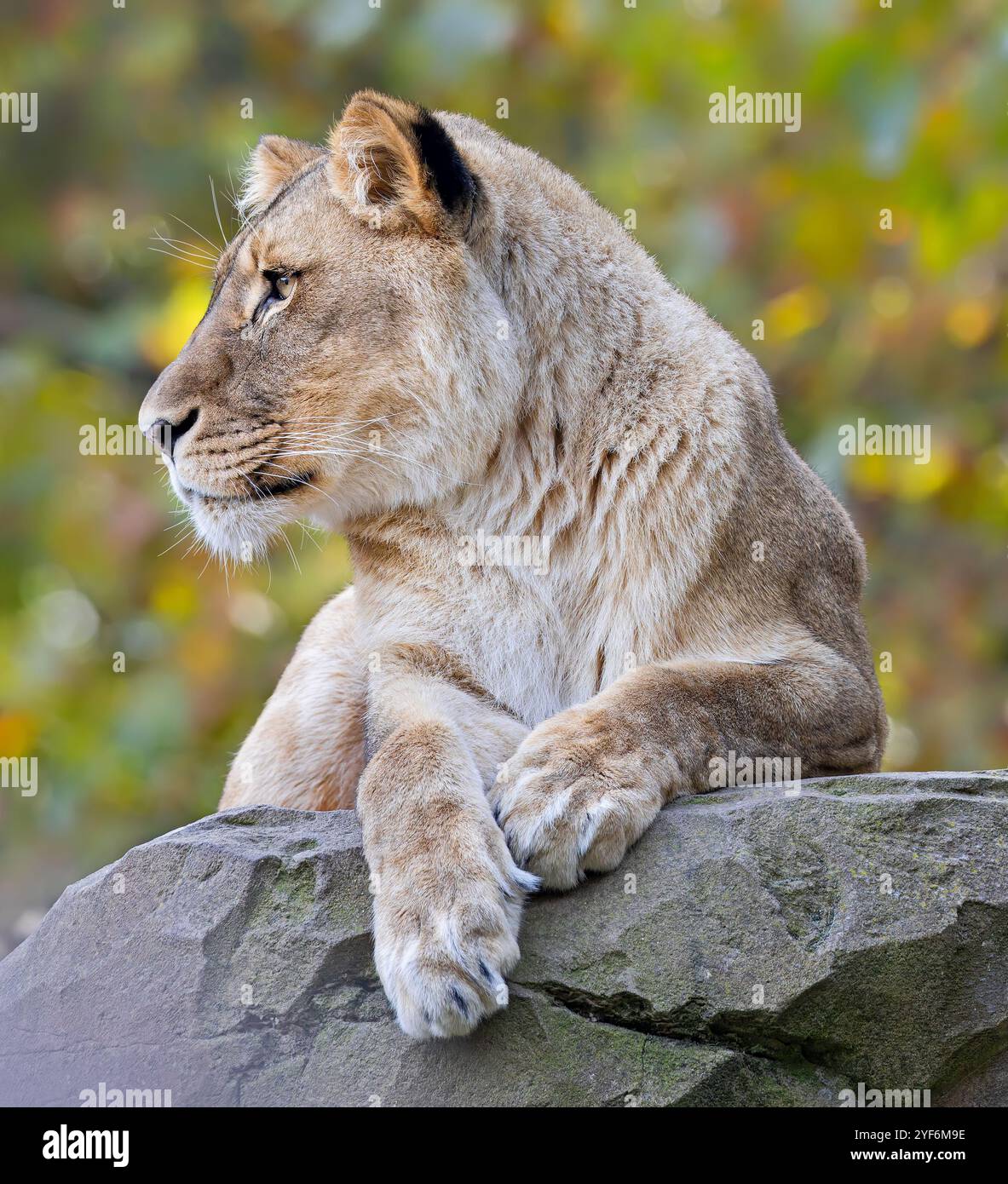 Lion side view hi-res stock photography and images - Alamy
