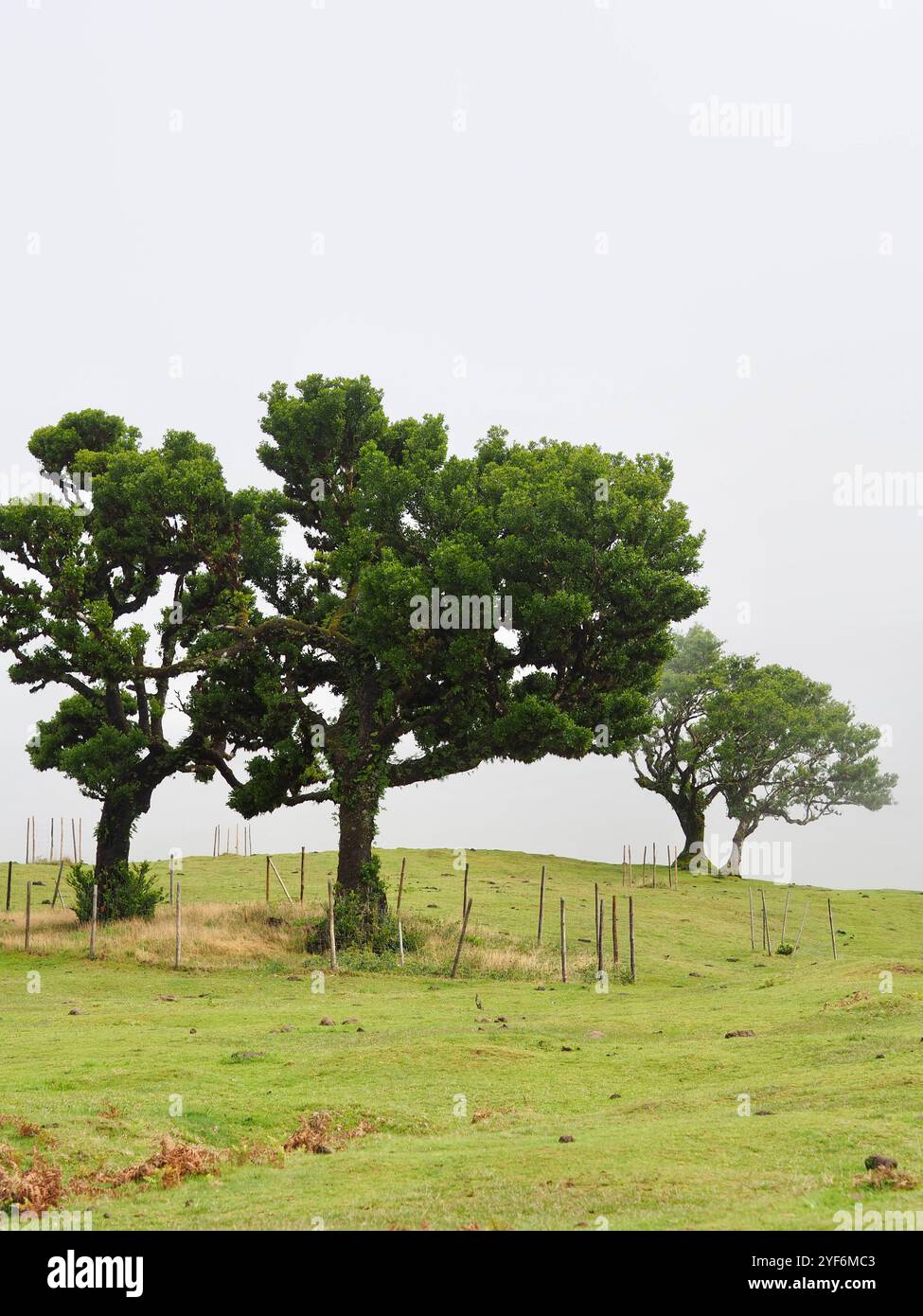 Two uniquely shaped trees stand under an overcast sky, surrounded by ...