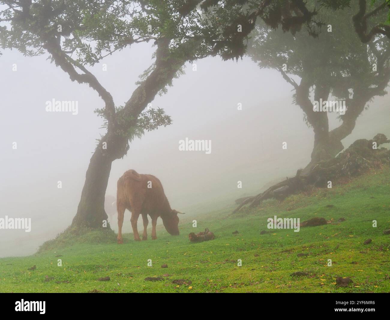 A cow is seen peacefully grazing under the twisted branches of ancient ...