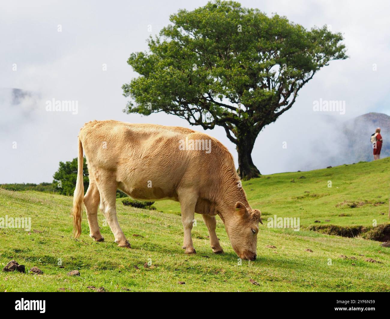 A cow is seen peacefully grazing under the twisted branches of ancient ...