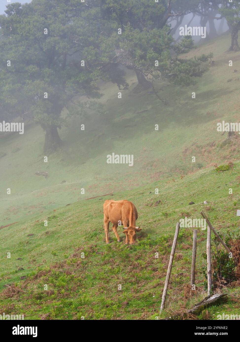 The majestic brown cow, characterized by its impressive horns, grazes ...