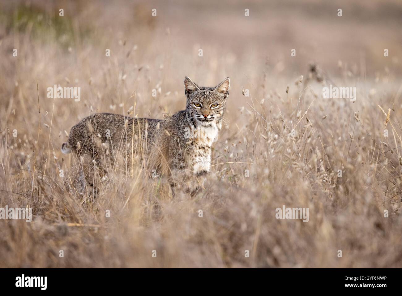 A Bobcat hunting in the dried grasslands of Point Reyes National Park ...