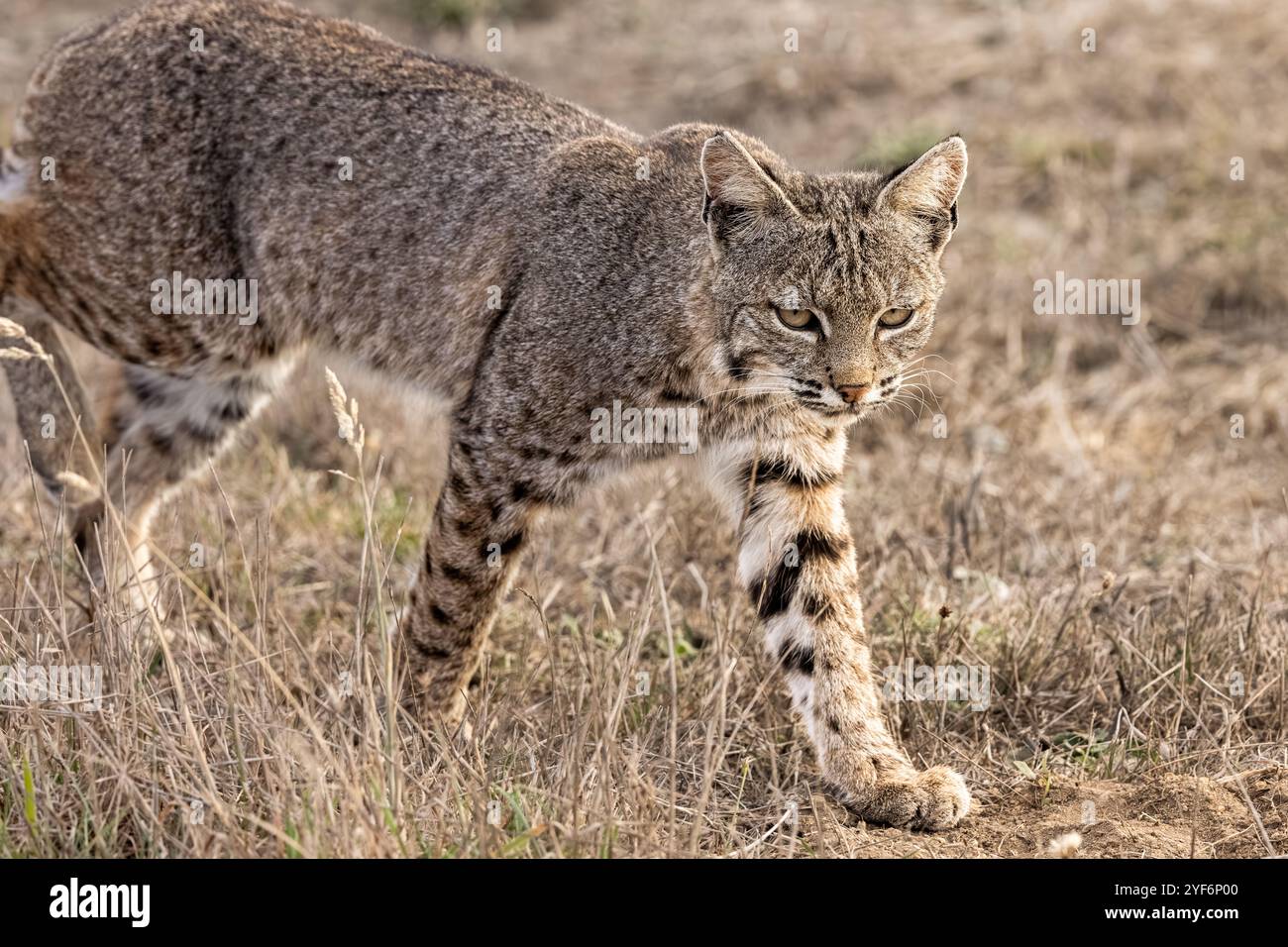 A Bobcat hunting in the dried grasslands of Point Reyes National Park ...