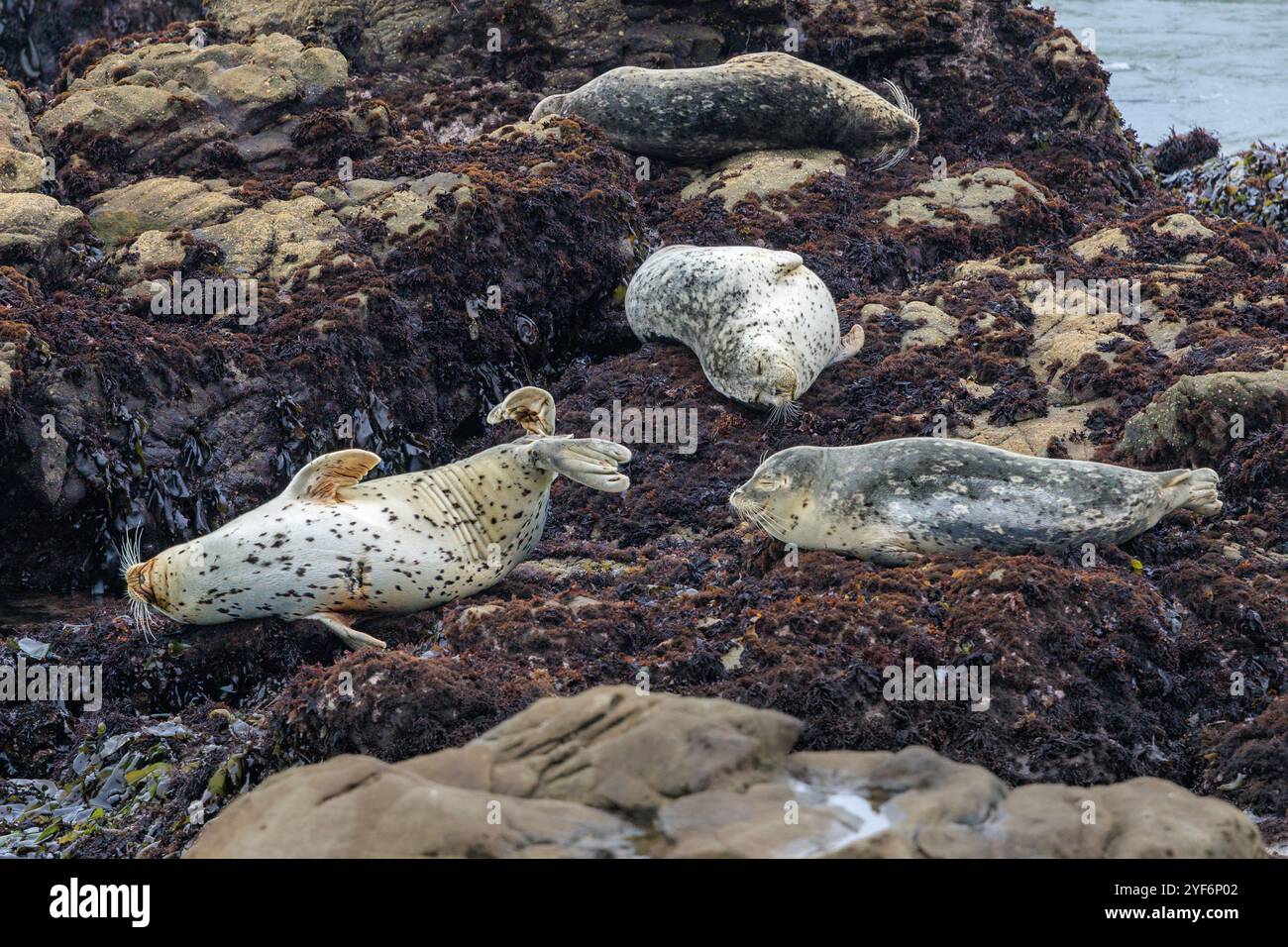 Harbour seal faces hi-res stock photography and images - Alamy