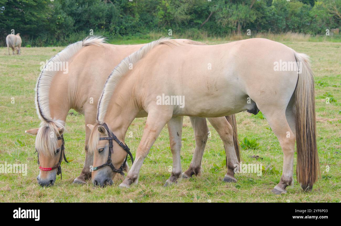 Portrait of two Norwegian Fjord Horses with their typical dark and ...