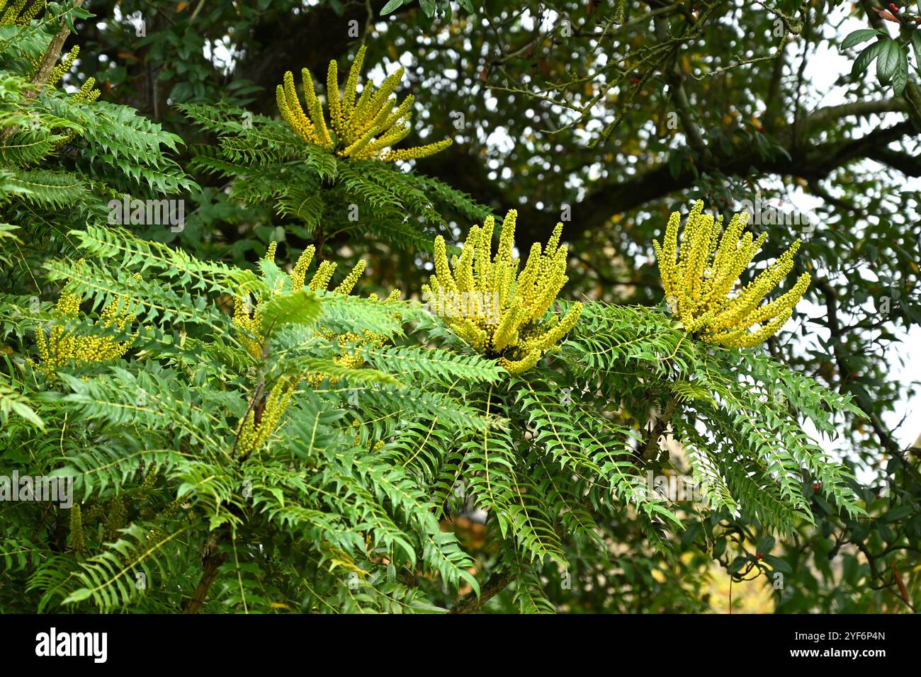 Bright yellow autumn flowers of Mahonia oiwakensis subsp. lomariifolia ...