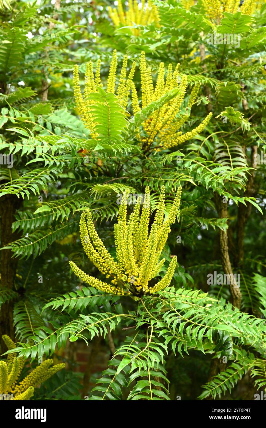 Bright yellow autumn flowers of Mahonia oiwakensis subsp. lomariifolia ...