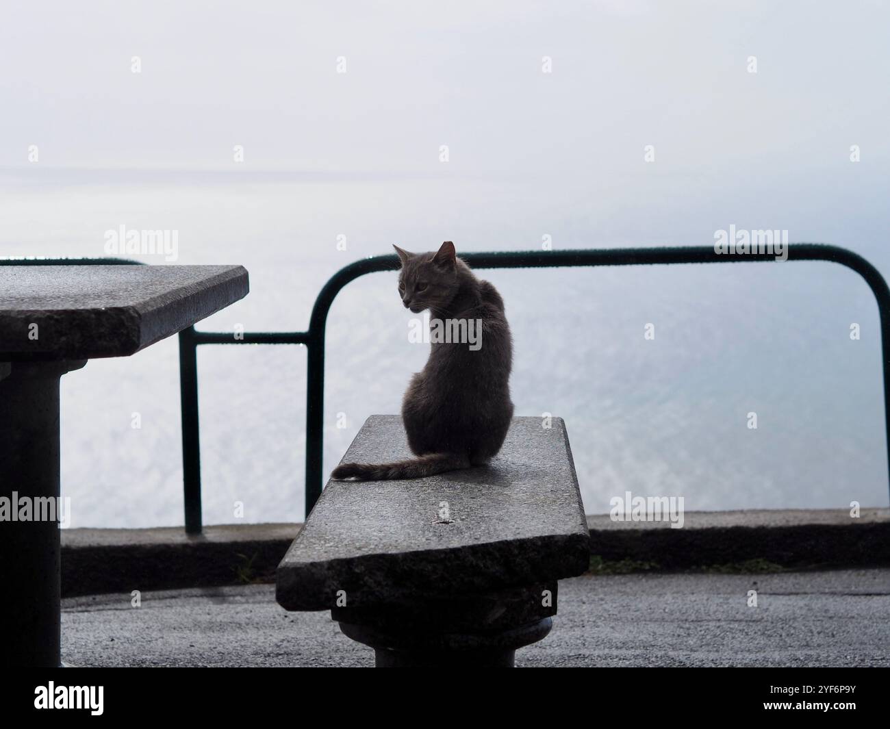 A gray cat observes an airplane flying in the sky from a bench near the ...