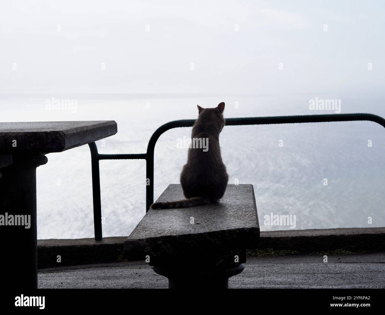 A gray cat observes an airplane flying in the sky from a bench near the ...
