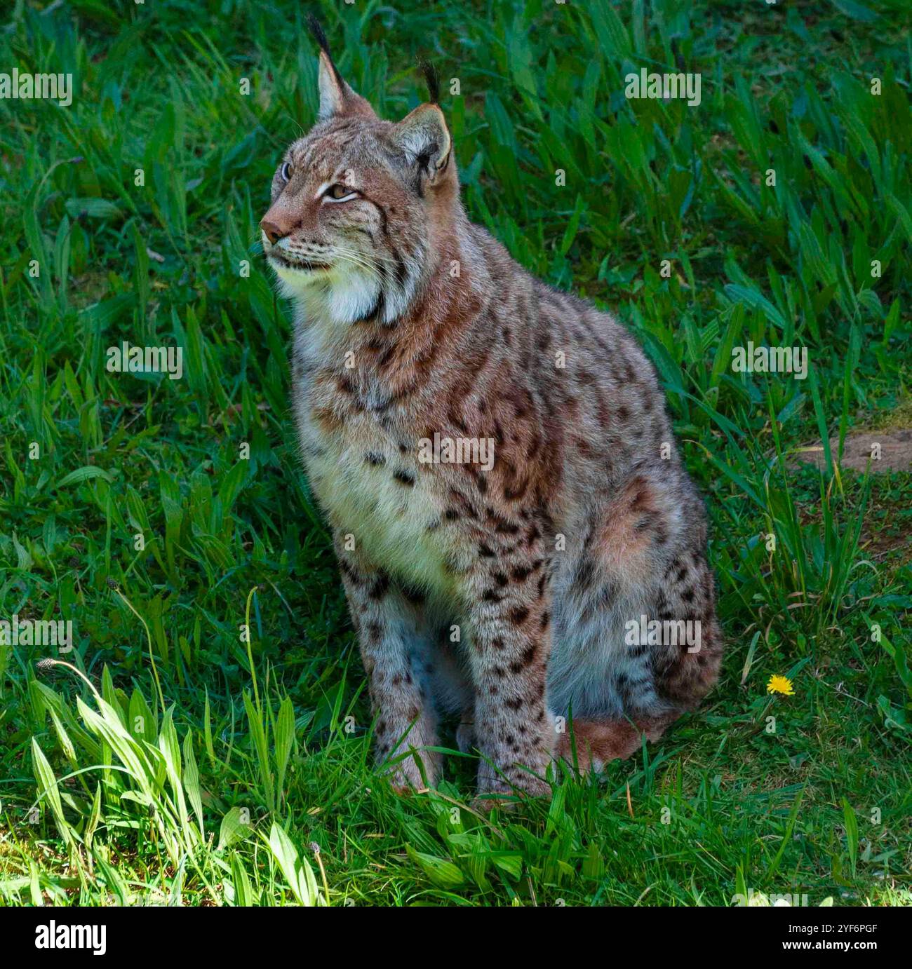 Eurasian lynx cub on hi-res stock photography and images - Alamy