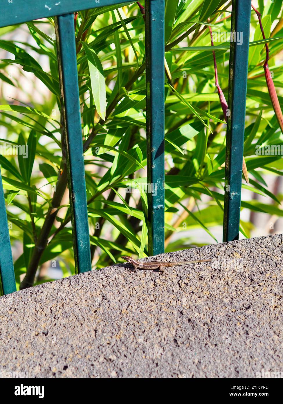 Potential habitat hi-res stock photography and images - Alamy