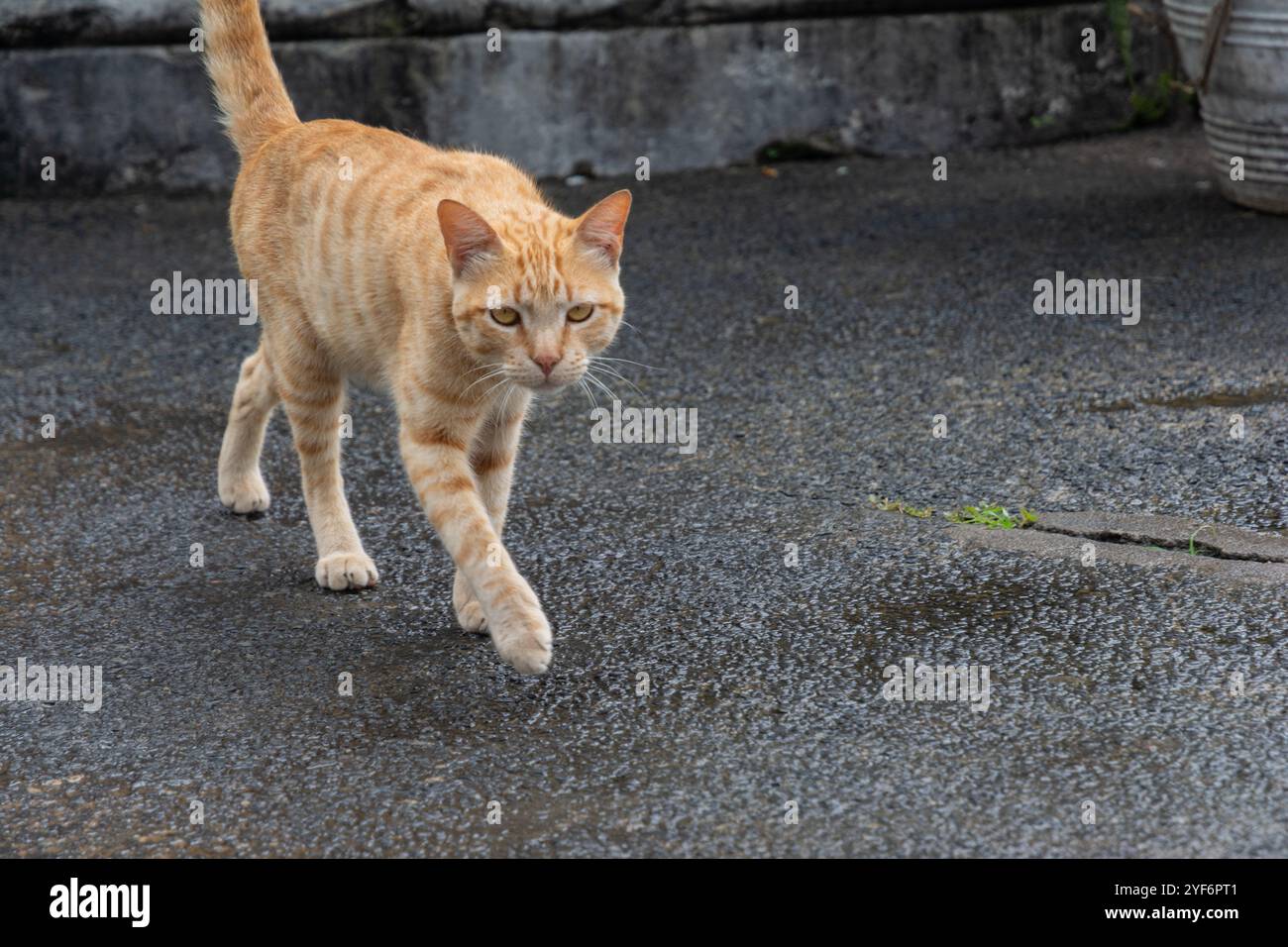 A brown stray cat walking on the sidewalk of the streets of Pelourinho ...