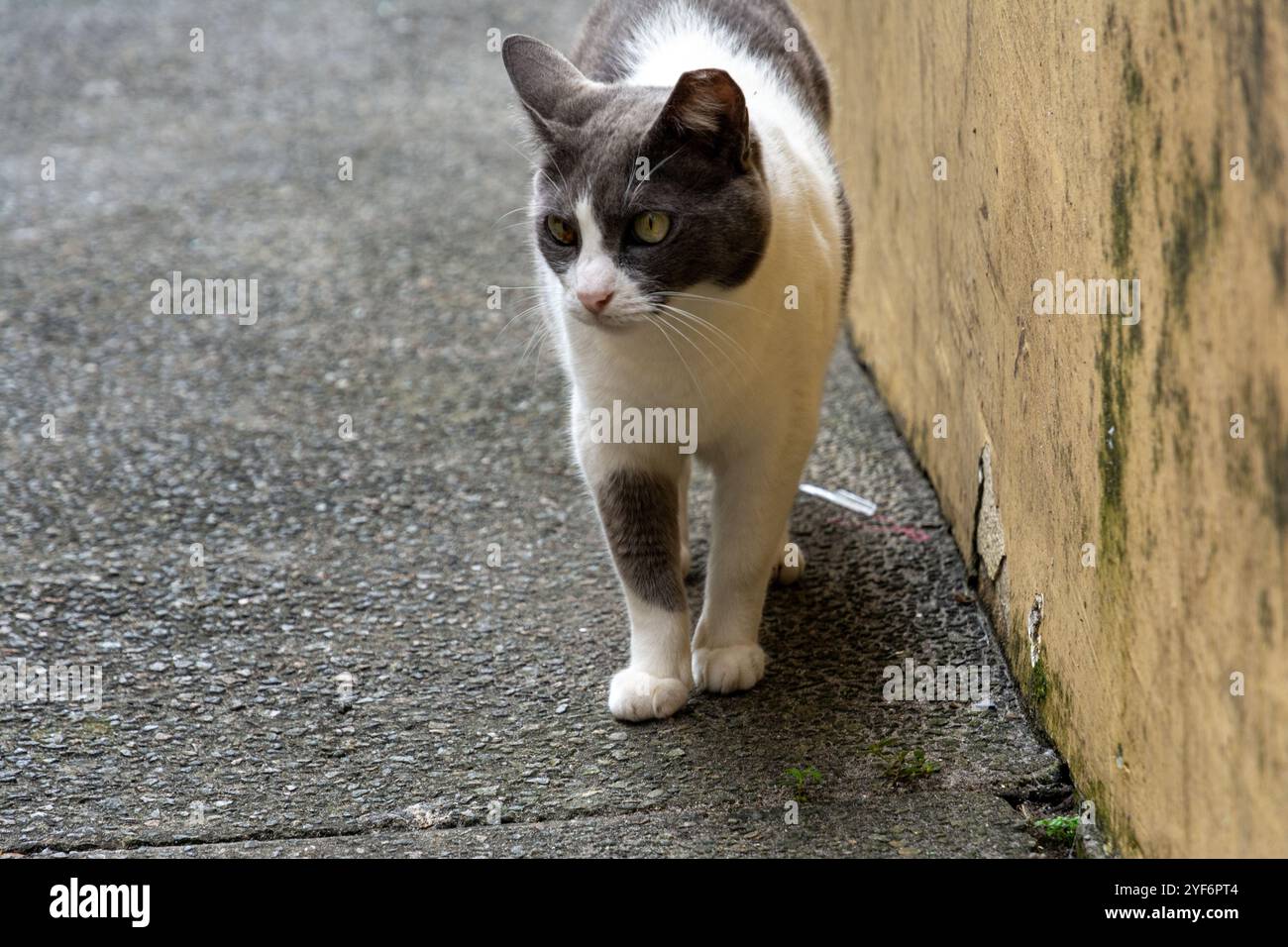 A black and white cat walking on the street in Pelourinho. Homeless ...