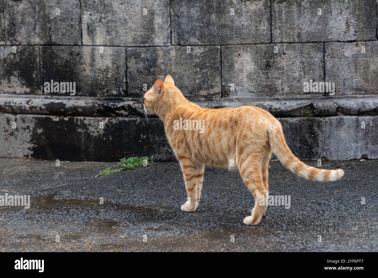 A brown stray cat walking on the sidewalk of the streets of Pelourinho ...