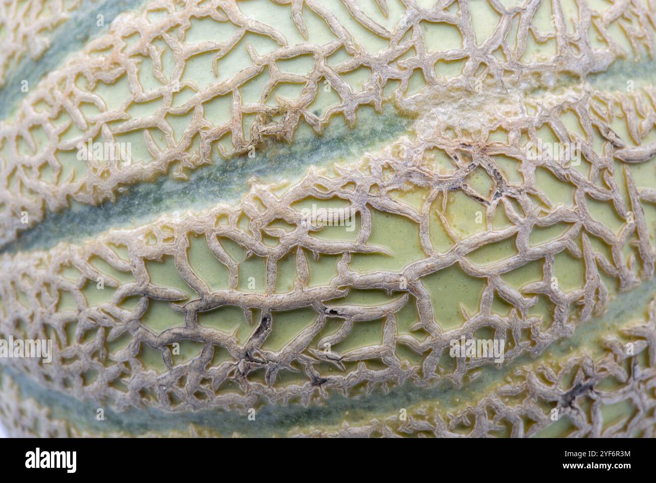 Studio shoot of fresh ripe juicy melon skin macro surface Stock Photo ...