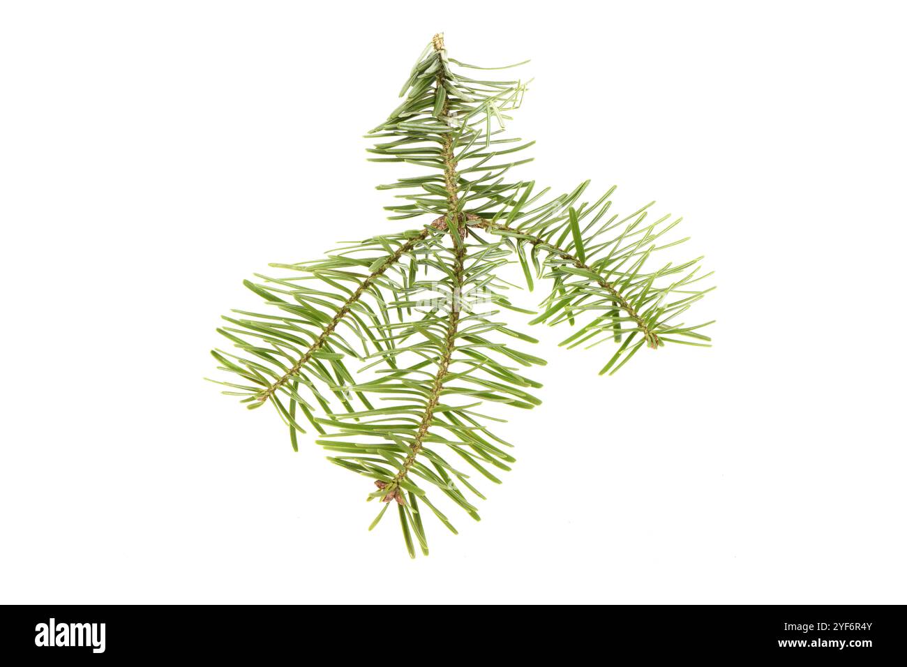 Spruce branch isolated on white background. High resolution photo. Full ...