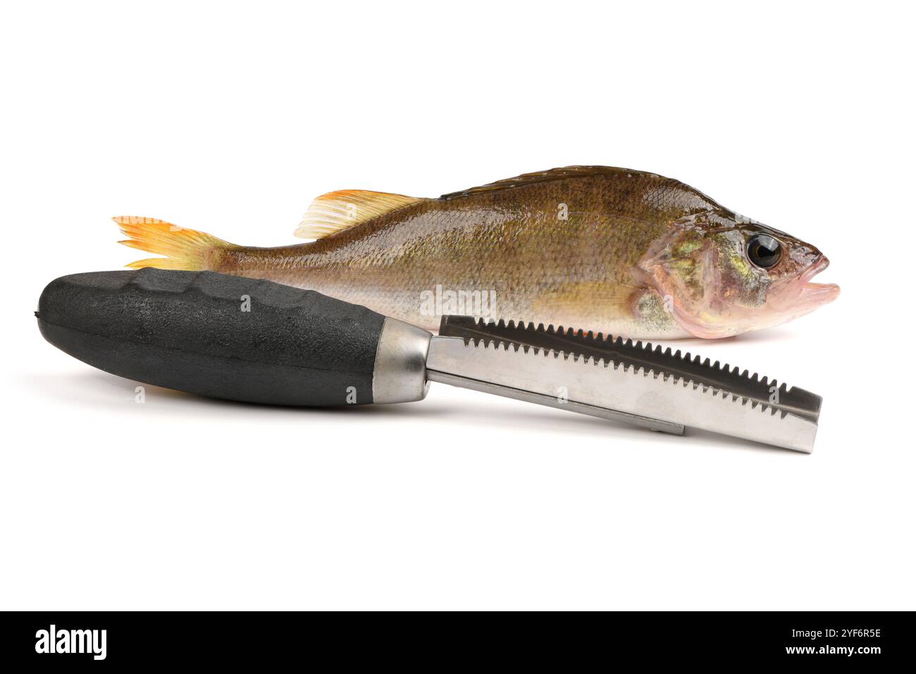 Perch on white background. Near fish scaler. Known as common, redfin ...