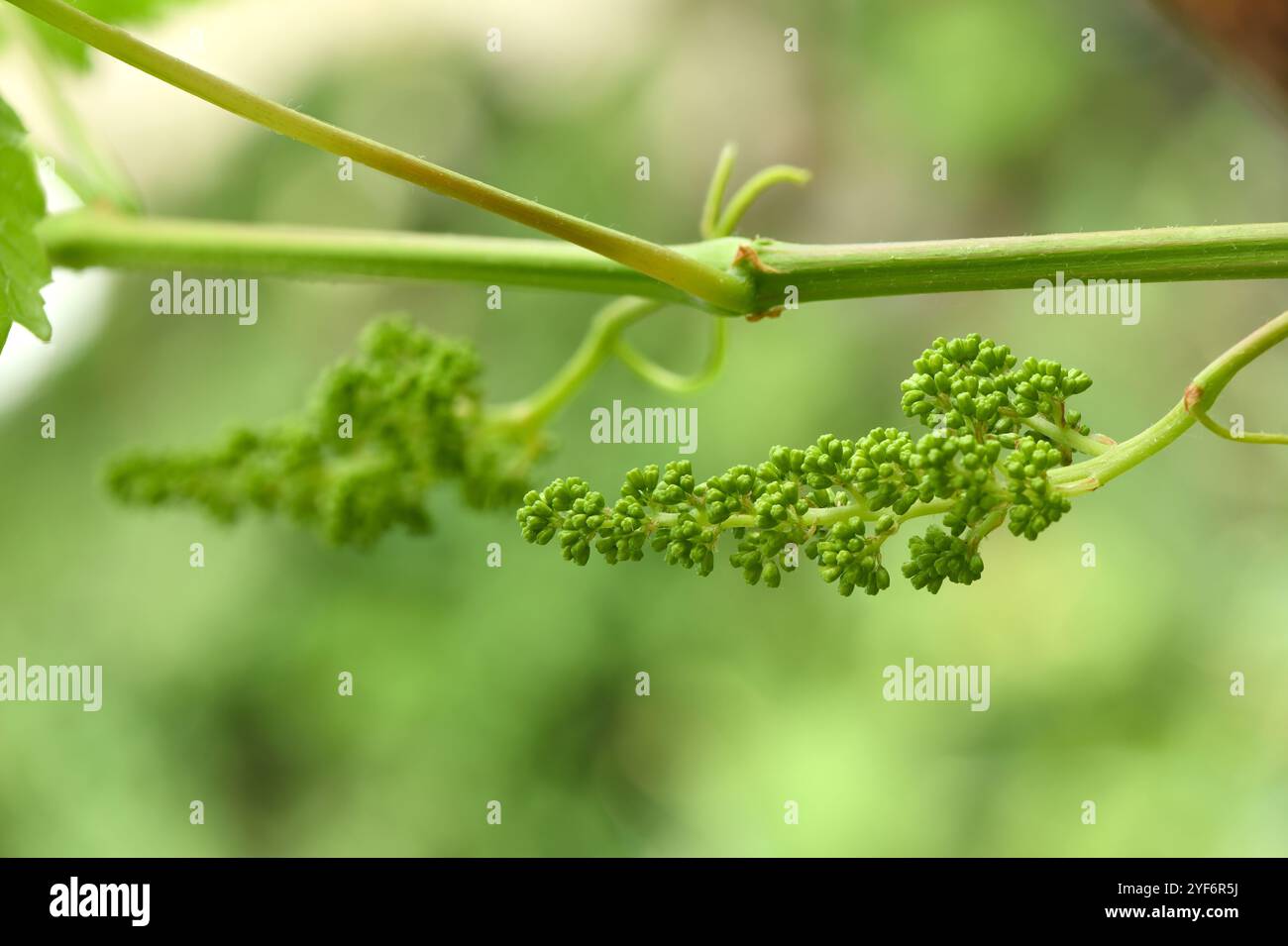 Newly formed bunches of baby Grapes. Green flowers of grape, the ...