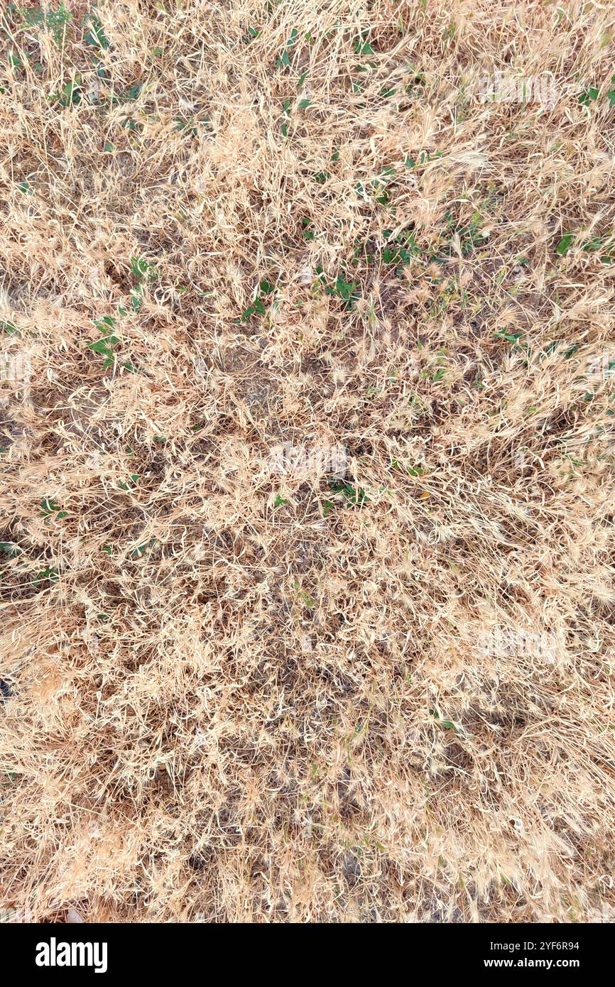 Dry Grass Texture Seamless