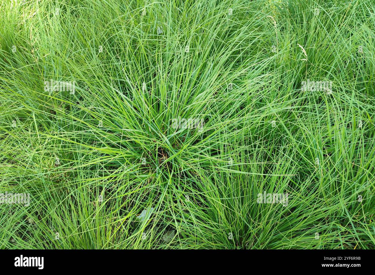 Gray fescue ( lat. Festuca glauca ) is a species of flowering plant of ...