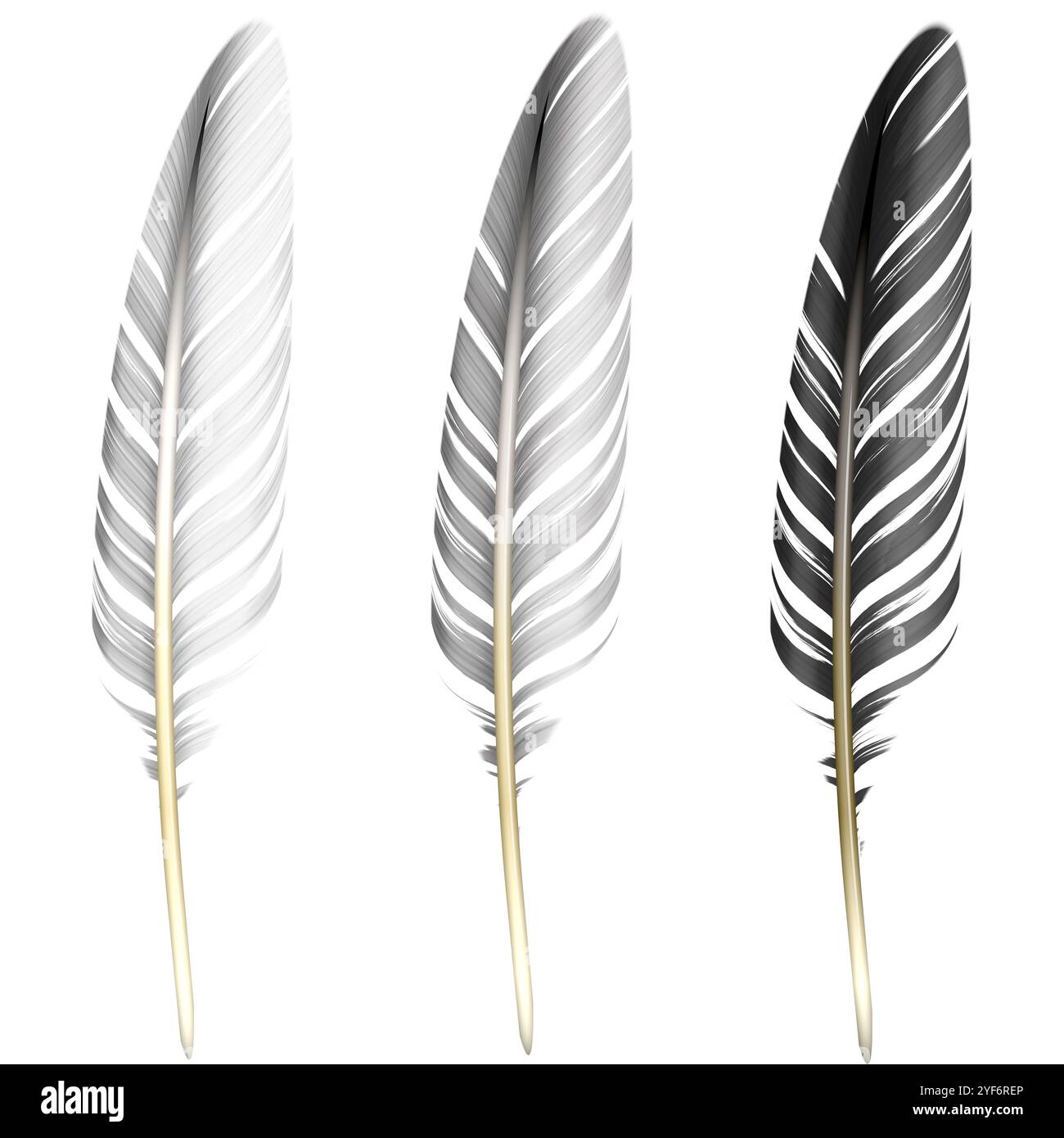 BW feathers, soft bird plumage isolated on white background. Black ...