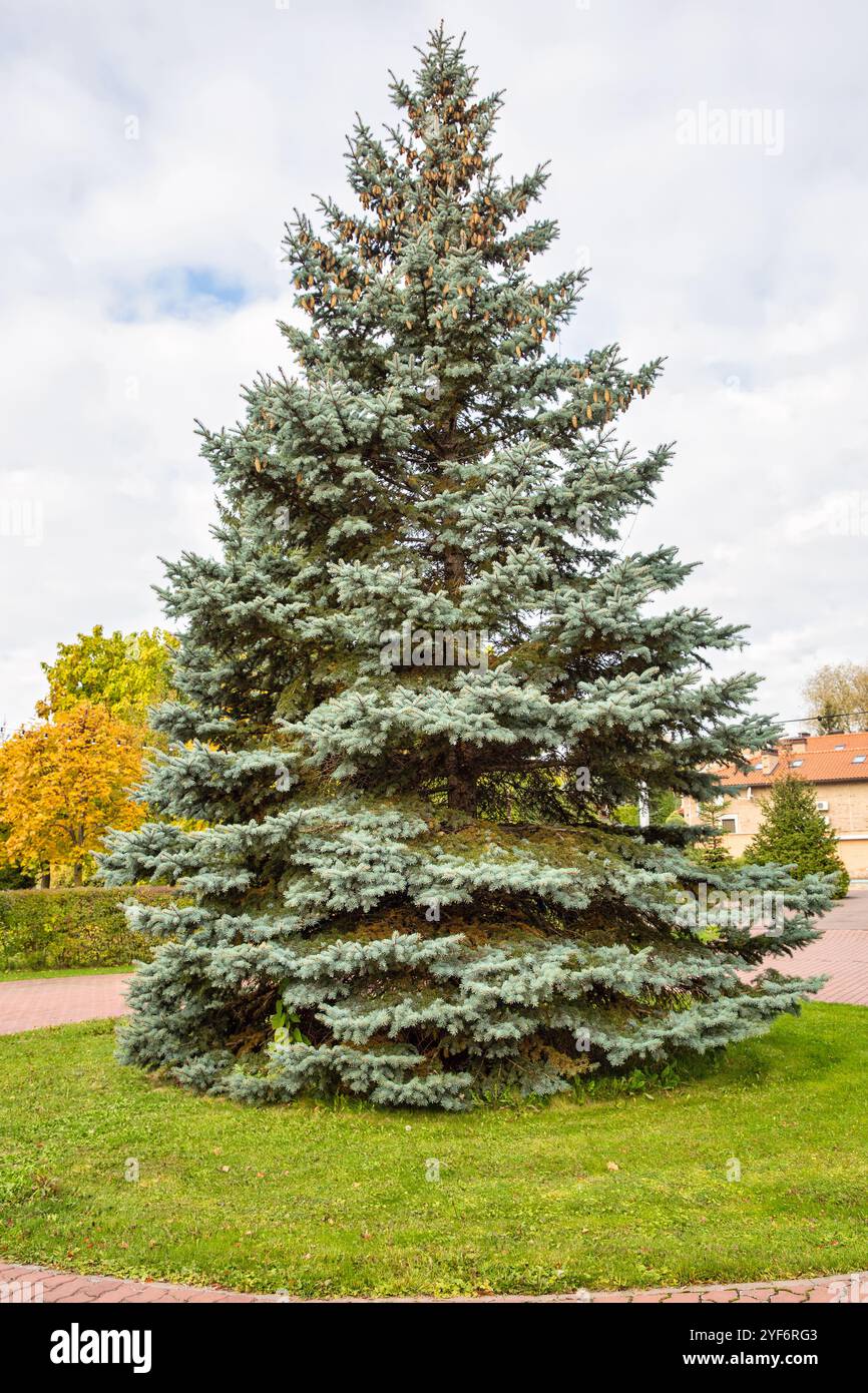 Closeup blue spruce in hi-res stock photography and images - Alamy