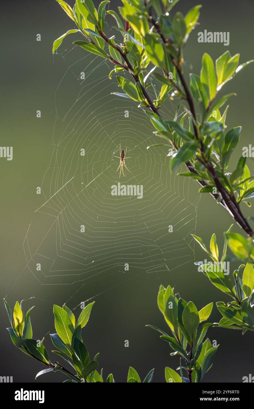Portrait view of close up spiders web seen in summer time with blurred ...