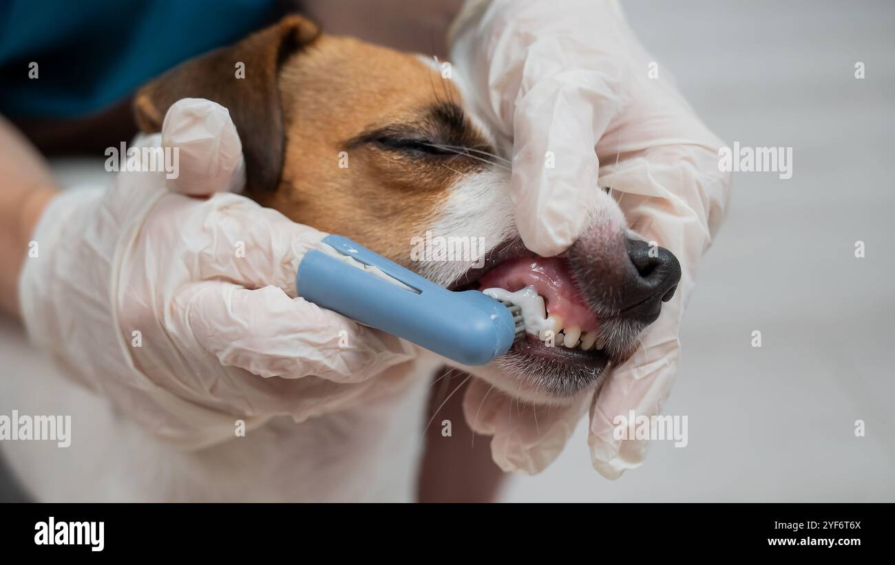 A vet is cleaning the teeth of a Jack Russell Terrier Stock Photo - Alamy