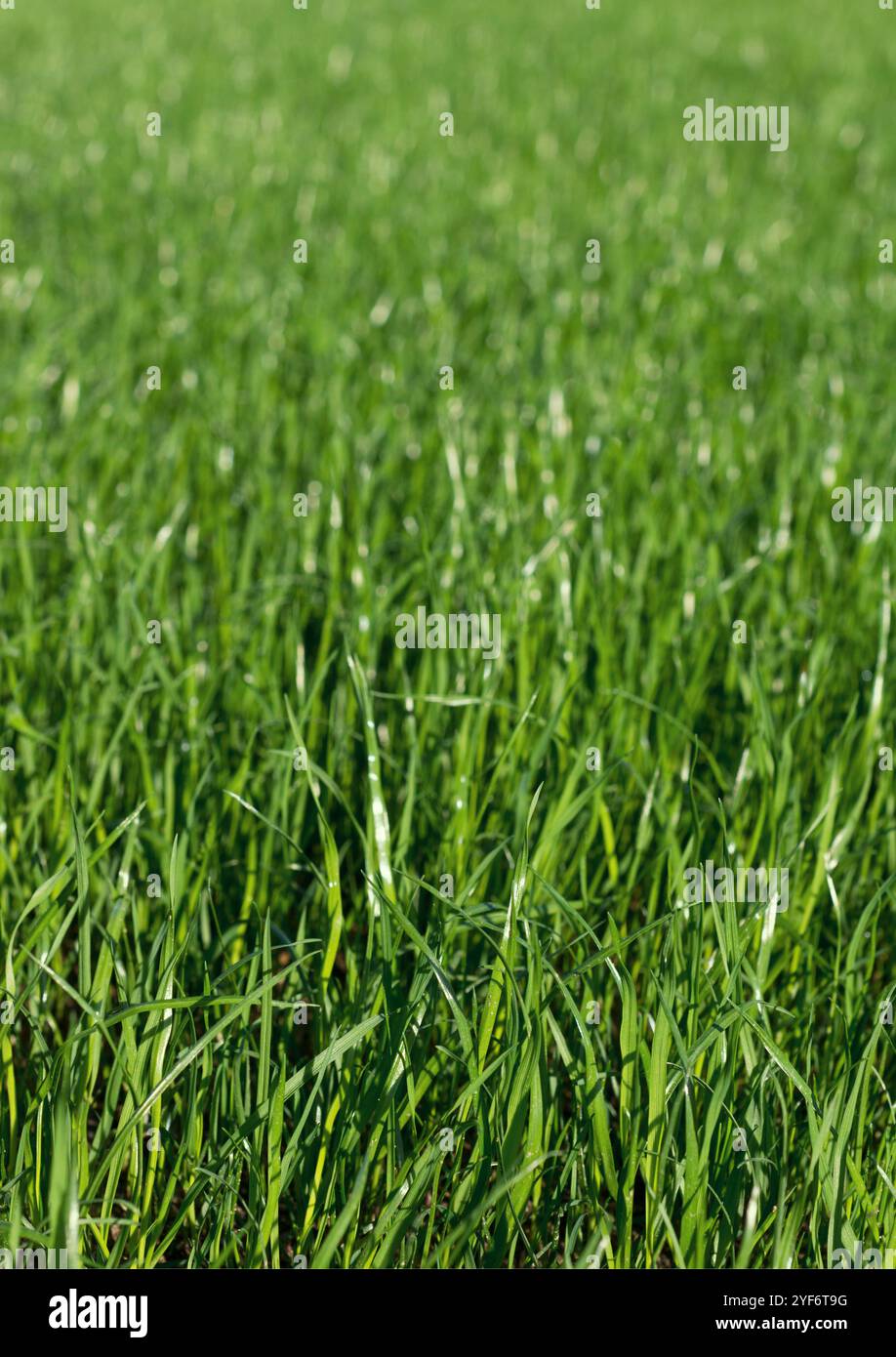 Close up in portrait hi-res stock photography and images - Alamy