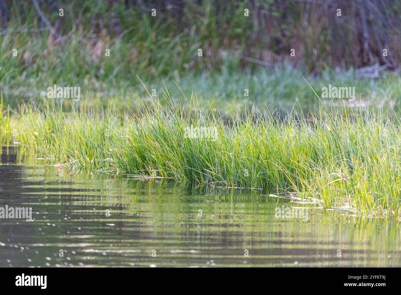 Swamp, marsh area with water on a lake side. Grass growing through the ...