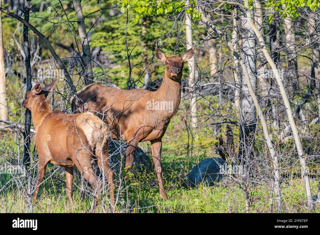 Wild elk seen in the boreal forest of Canada during summer time ...