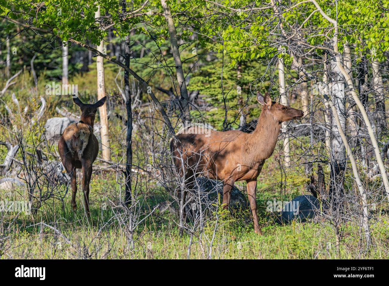 Wild elk seen in the boreal forest of Canada during summer time ...