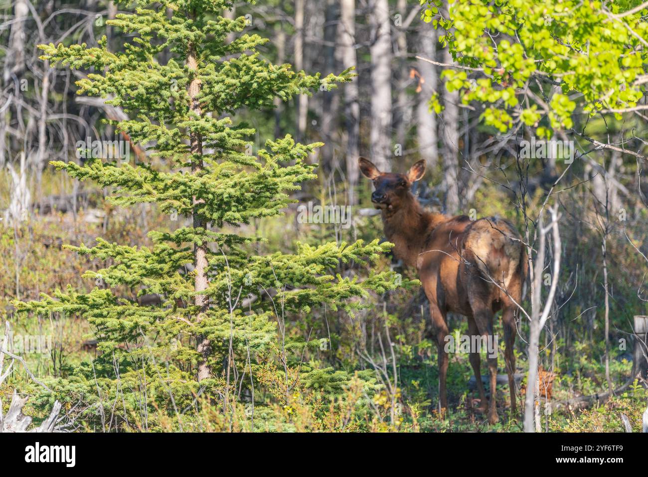 Wild elk seen in the boreal forest of Canada during summer time ...