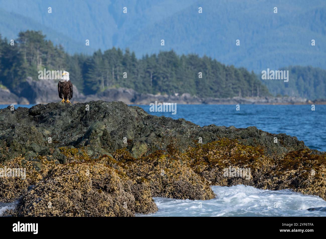 Alaska, Sitka. Bald eagle (Haliaeetus leucocephalus) on small rocky ...