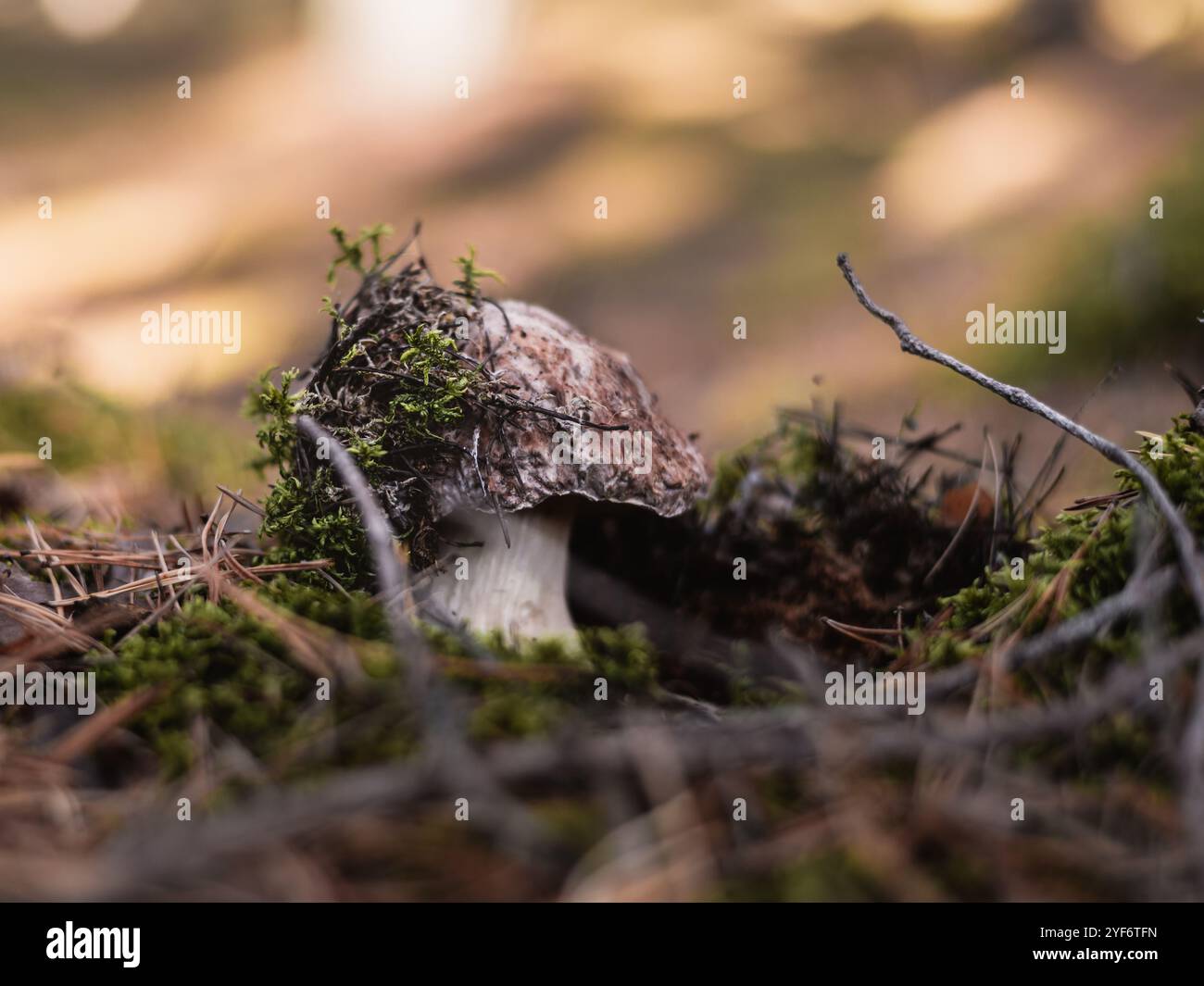 Single mushroom Boletus pinophilus, commonly known as the pine bolete ...