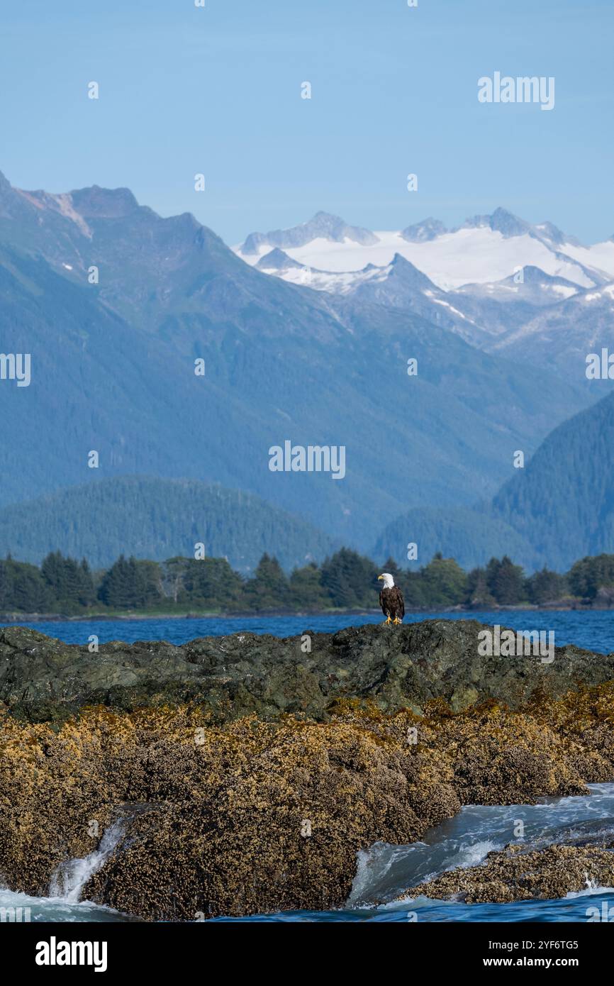 Alaska, Sitka. Bald eagle (Haliaeetus leucocephalus) on small rocky ...