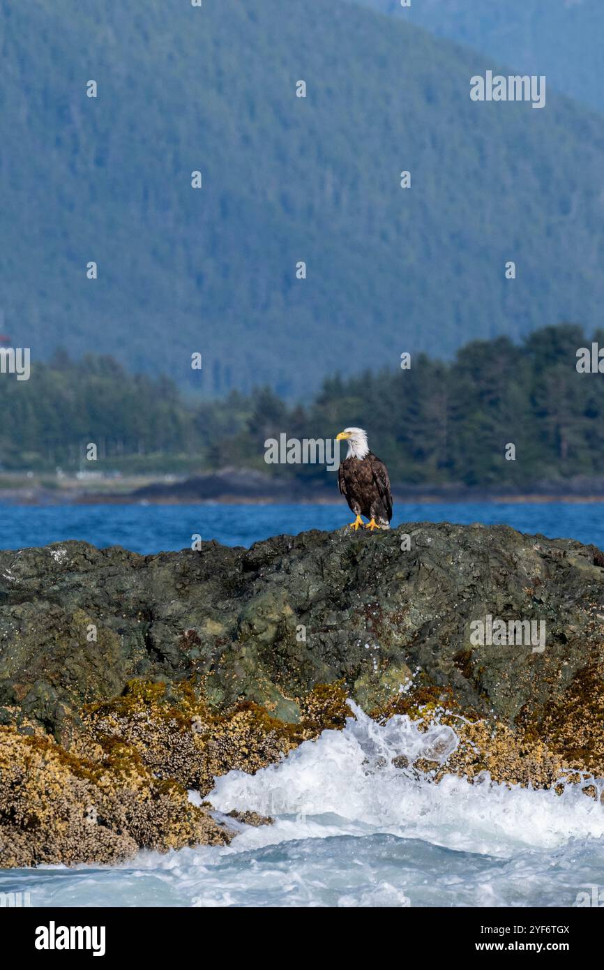 Alaska, Sitka. Bald eagle (Haliaeetus leucocephalus) on small rocky ...