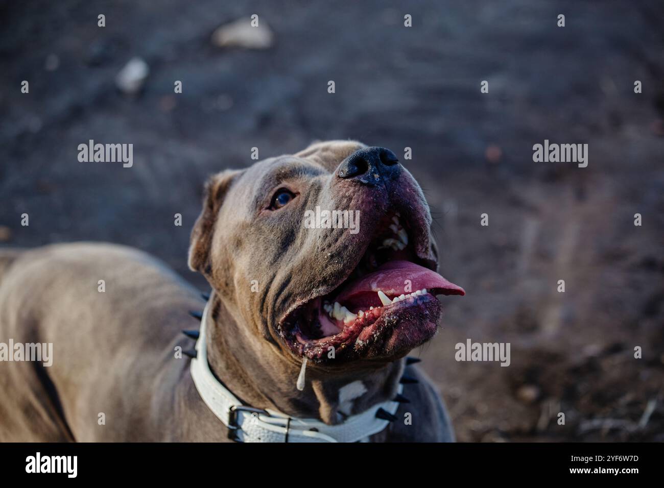 Portrait of dog American Bully Stock Photo - Alamy