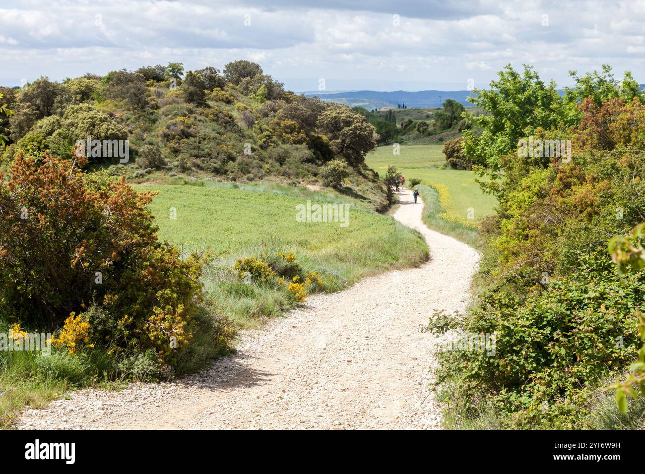 A serene path leads through vibrant greenery in the French Pyrenees ...