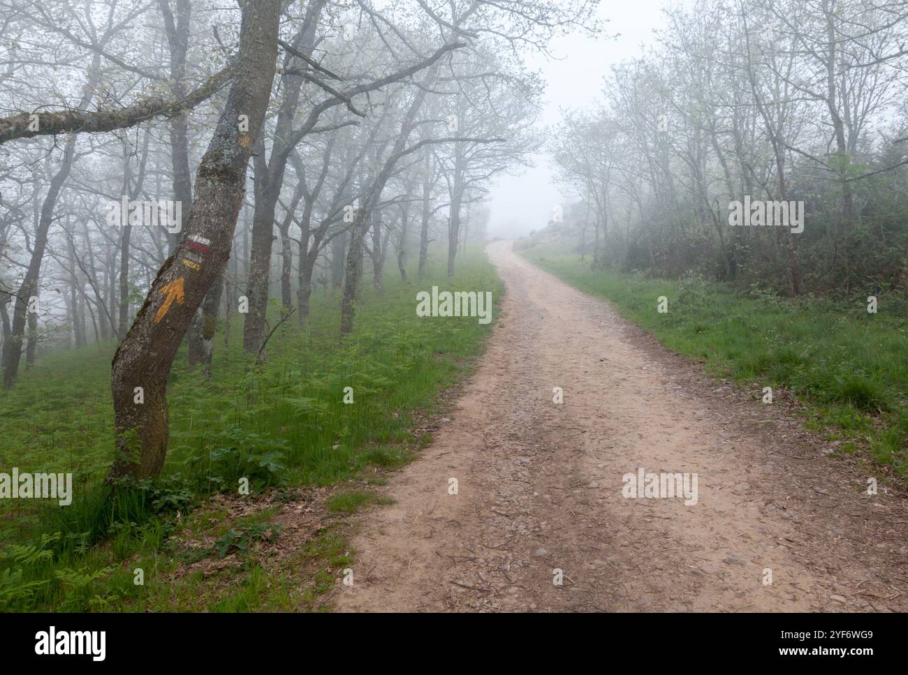Winding path into the fog hi-res stock photography and images - Alamy