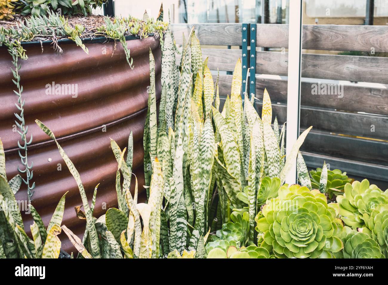 A view of snake plants as landscape design Stock Photo - Alamy