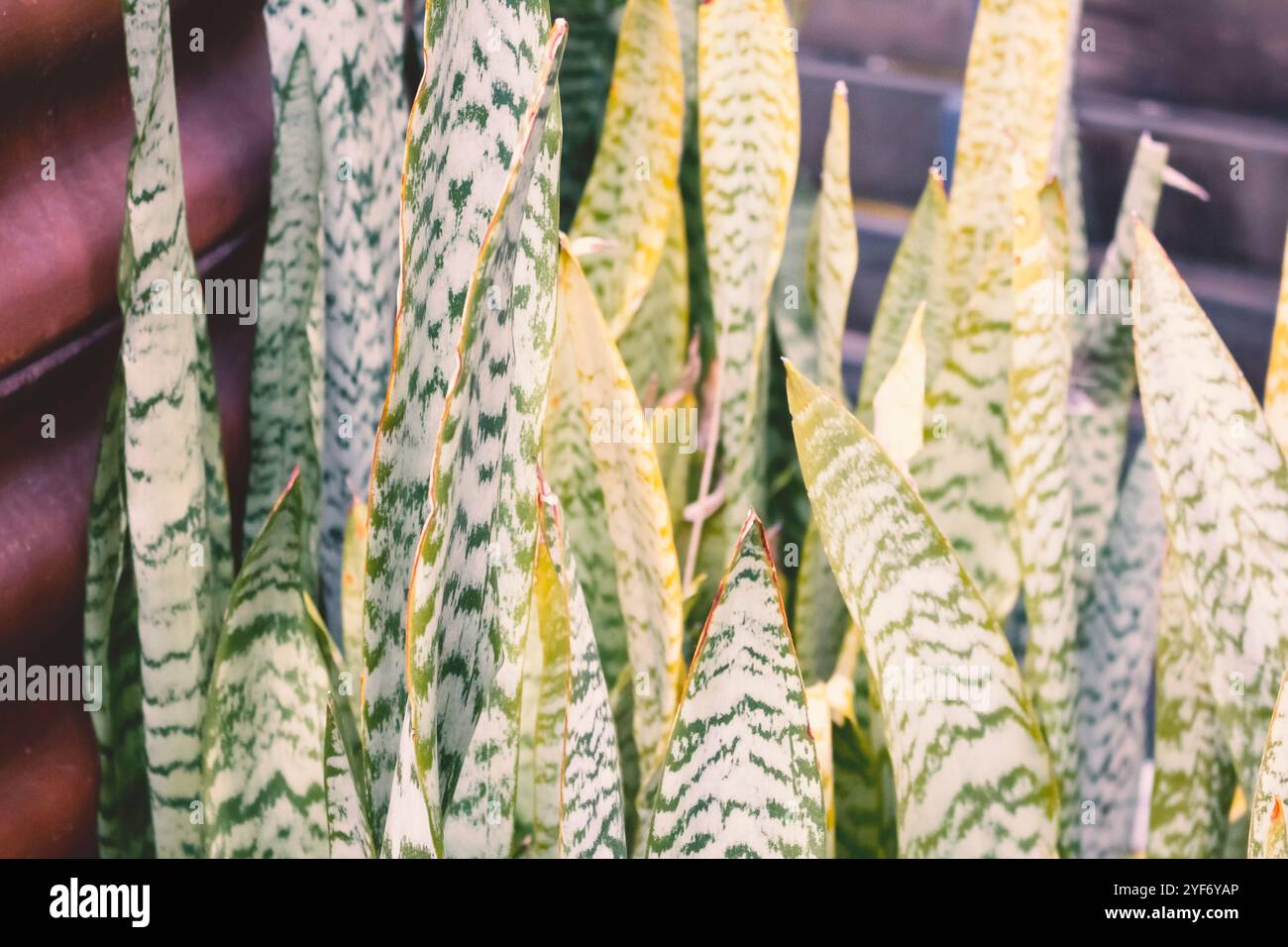 A view of snake plants as landscape design Stock Photo - Alamy