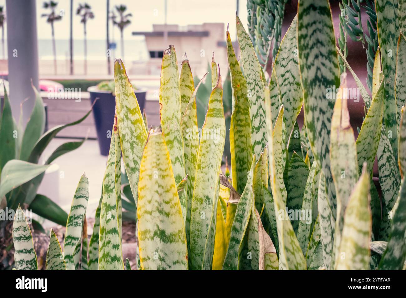 A view of snake plants as landscape design Stock Photo - Alamy